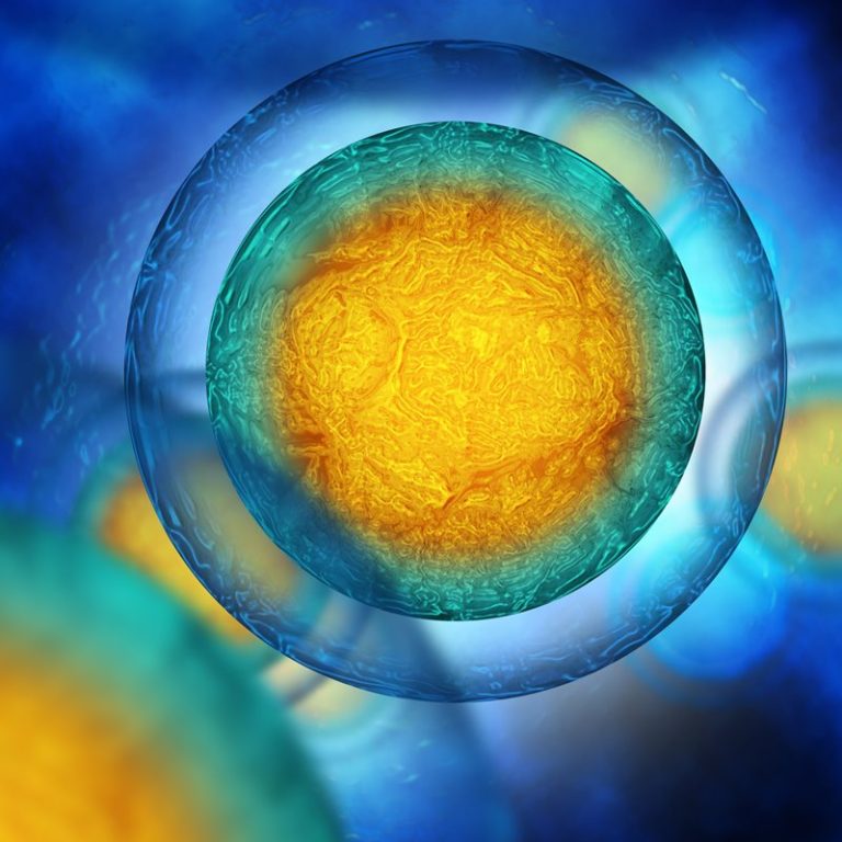 Sistema básico de Pischinger – Escuela de Bienestar